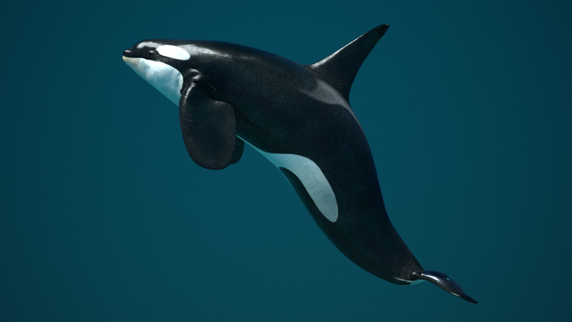 3D Killer Whale Rigged Animated Orca Realistic Low Poly Model ...