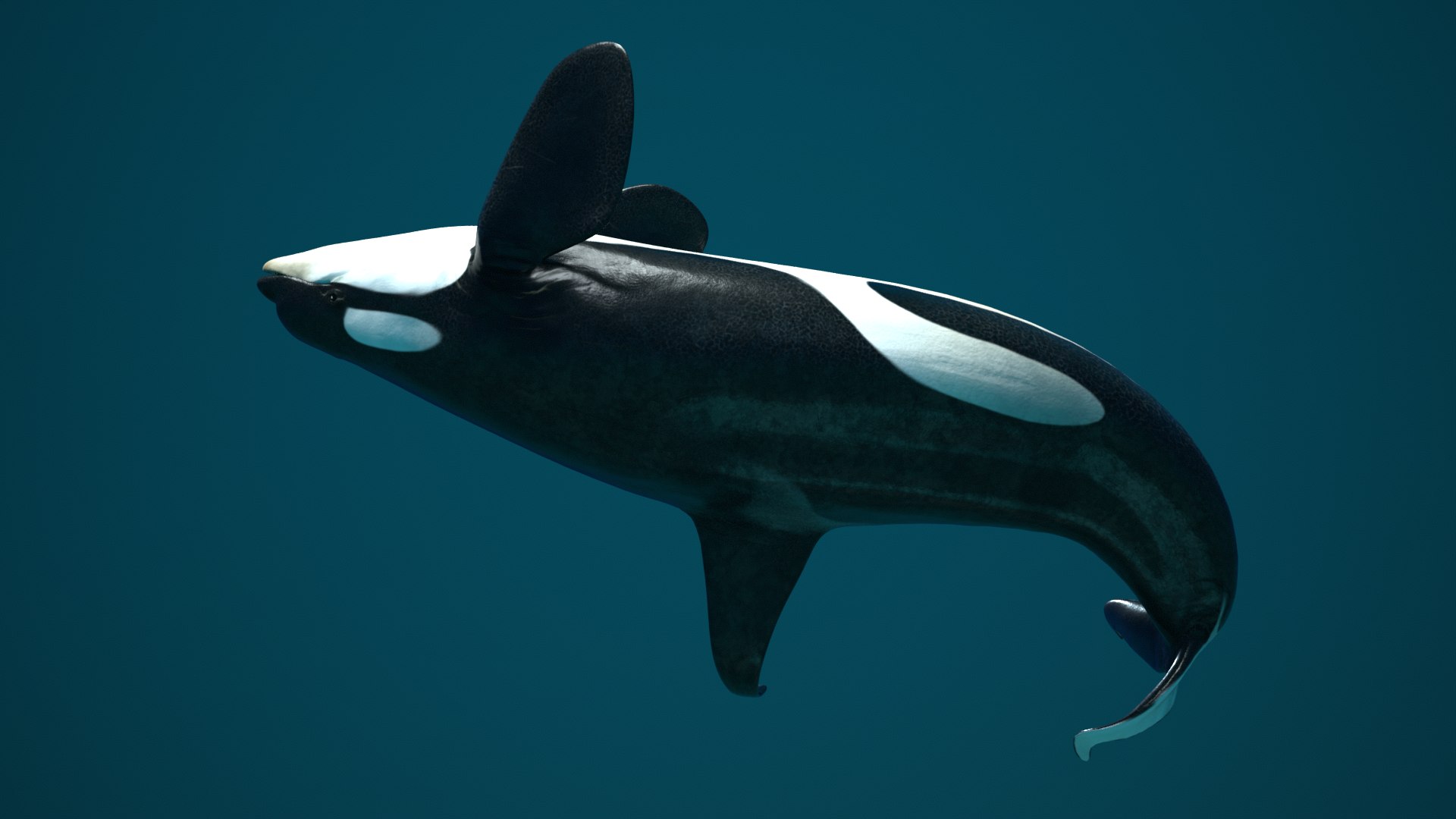 3D Killer Whale Rigged Animated Orca Realistic Low Poly Model ...