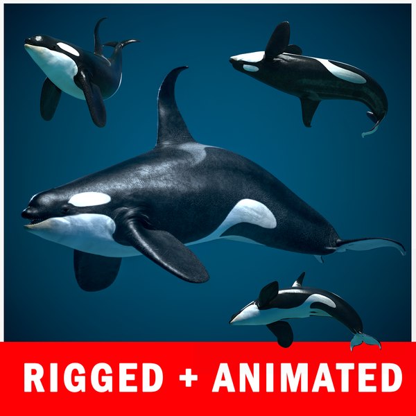 modelo 3d Orca manipulada animada - TurboSquid 2330608