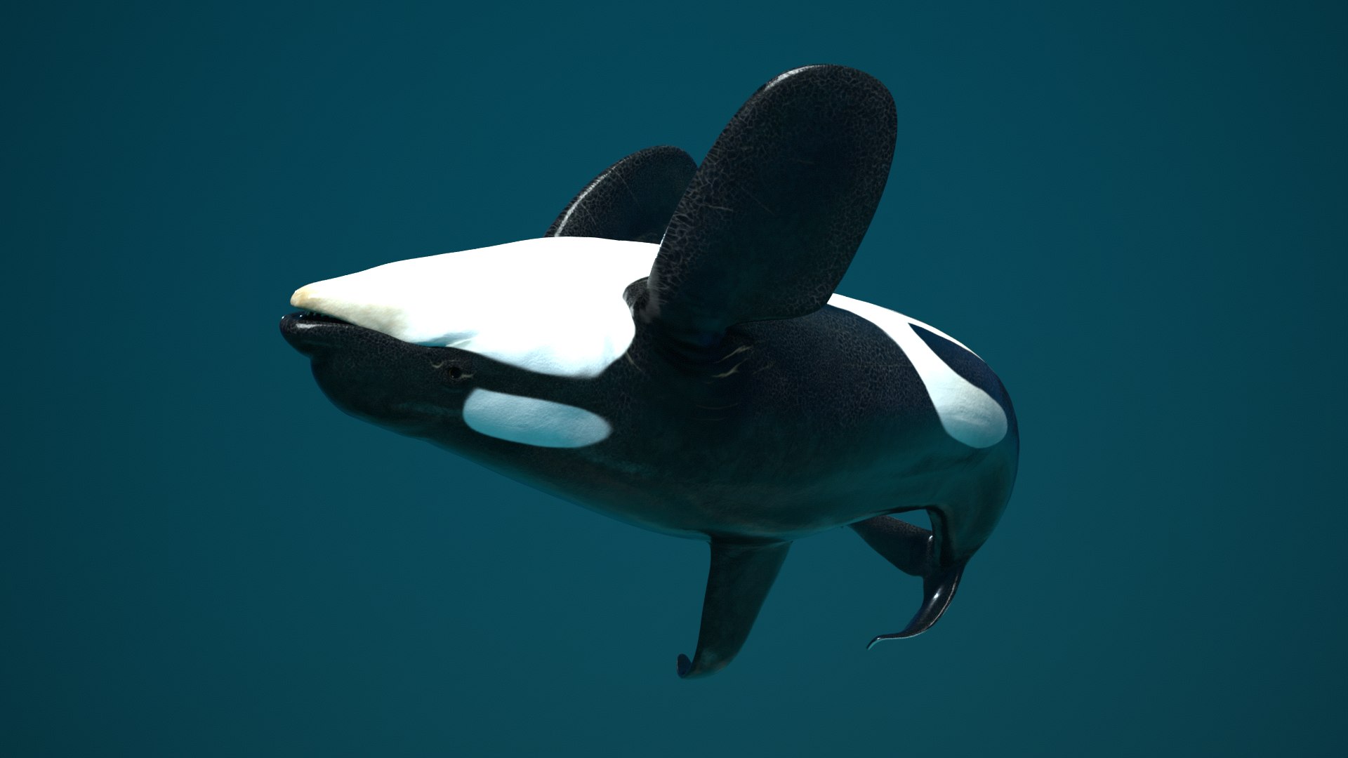 3D Killer Whale Rigged Animated Orca Realistic Low Poly Model ...