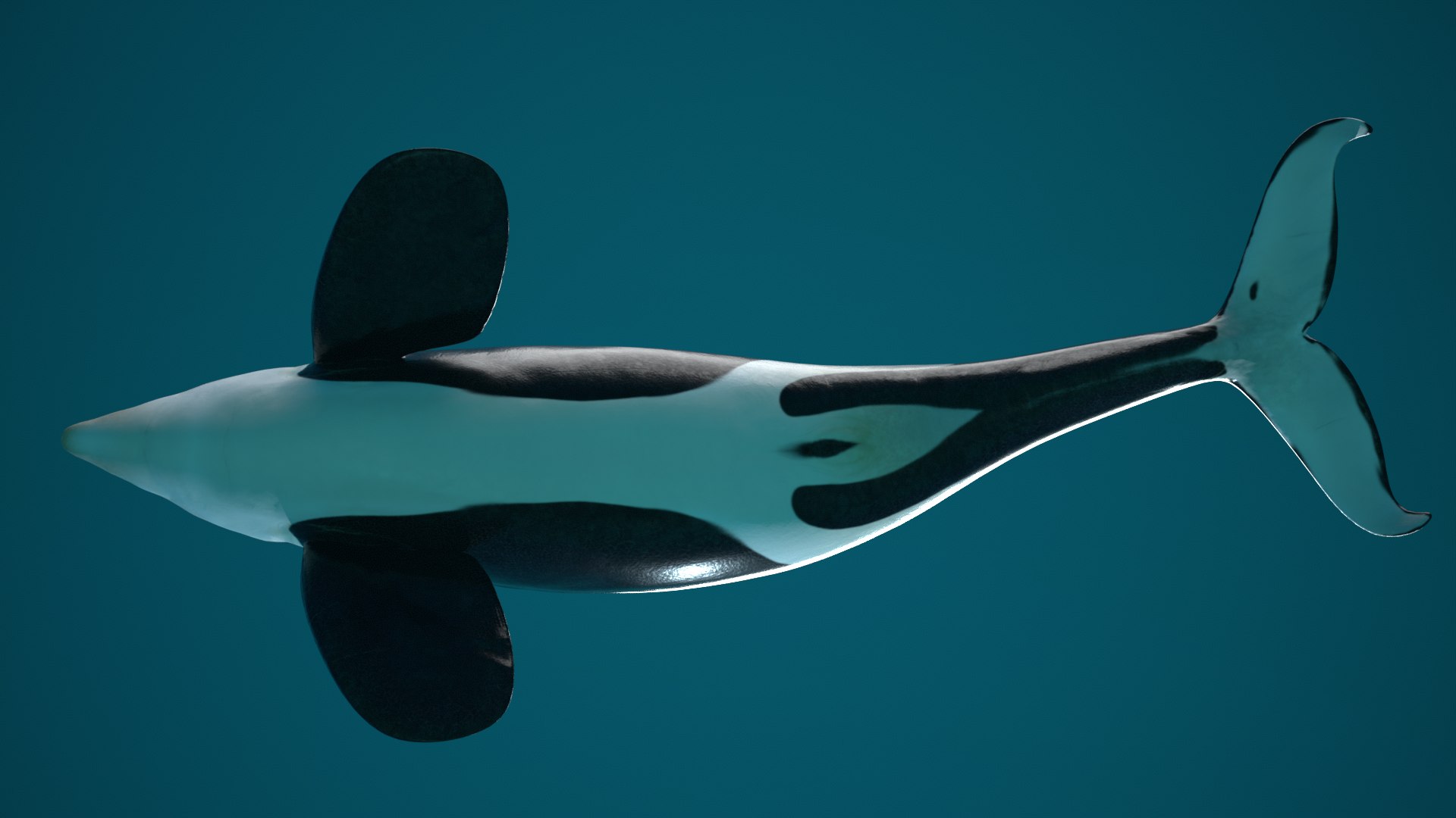 3D Killer Whale Rigged Animated Orca Realistic Low Poly Model ...