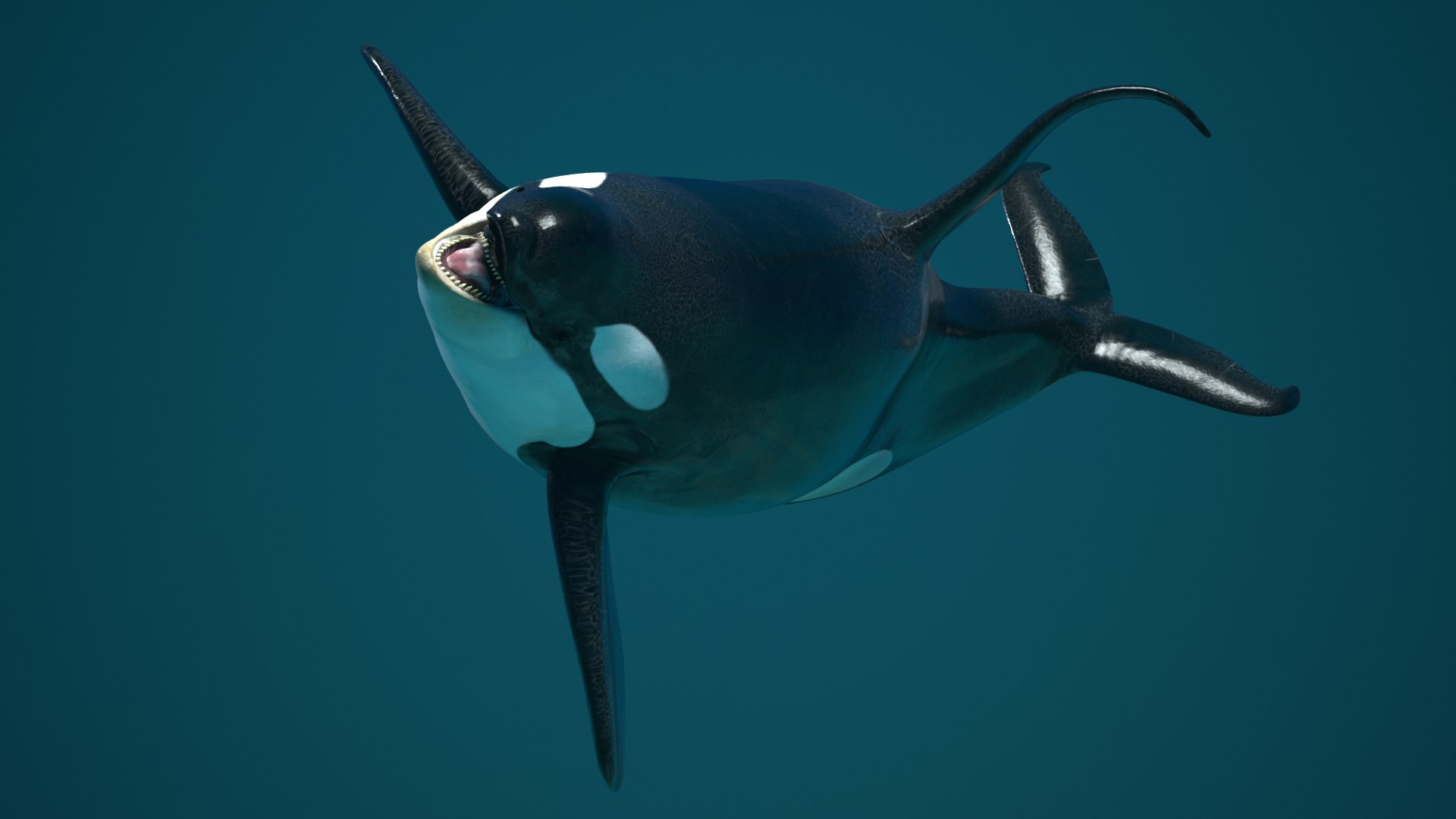 3D Killer Whale Rigged Animated Orca Realistic Low Poly Model ...