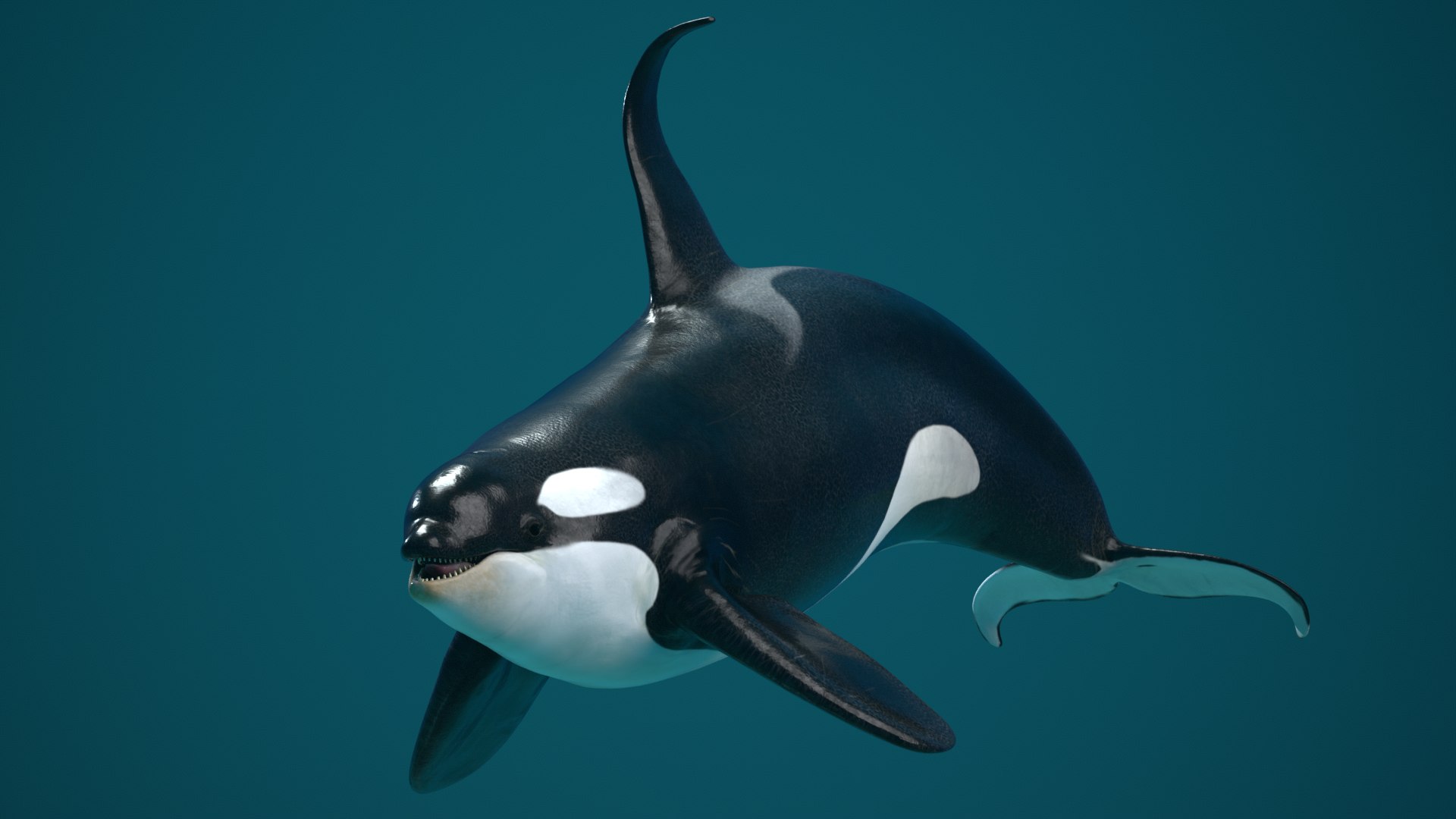 3D Killer Whale Rigged Animated Orca Realistic Low Poly Model ...