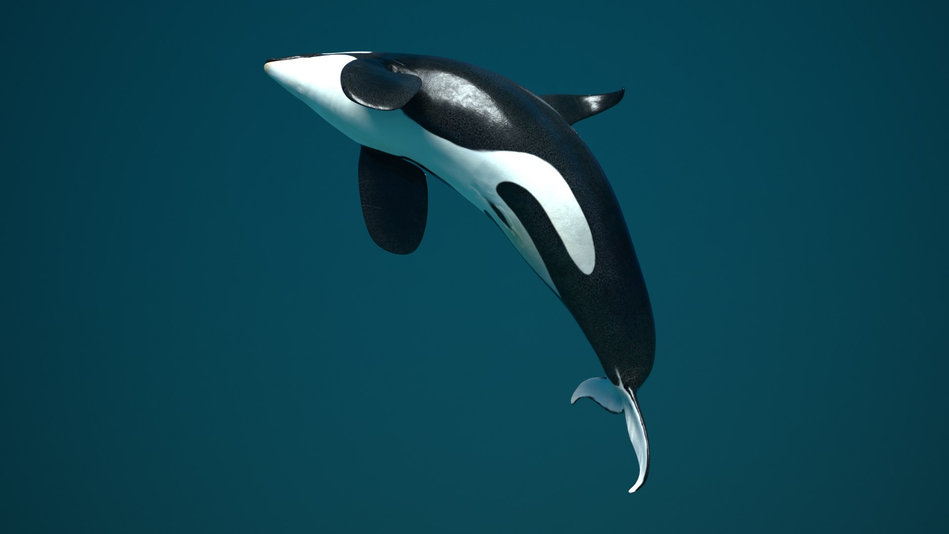 3D Killer Whale Rigged Animated Orca Realistic Low Poly Model ...