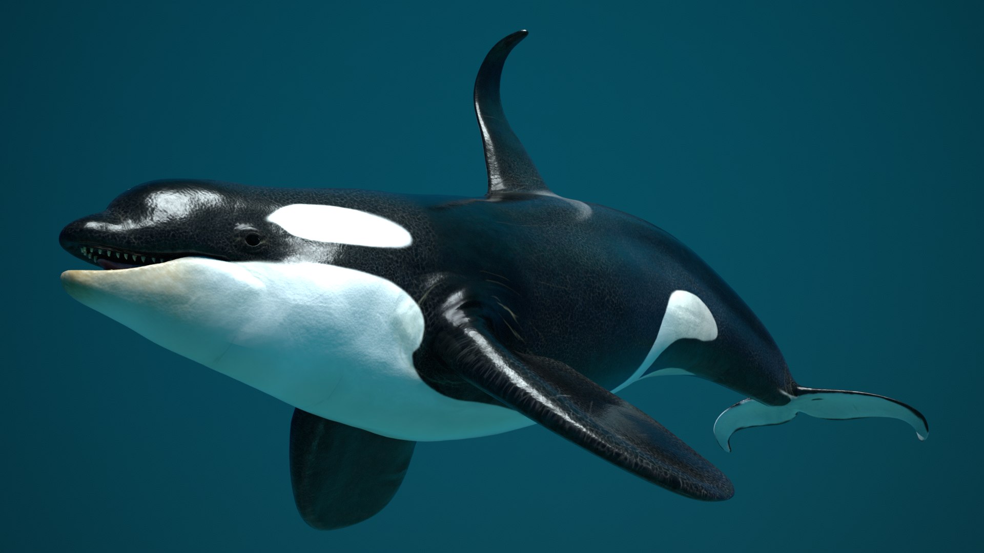 3D Killer Whale Rigged Animated Orca Realistic Low Poly Model ...