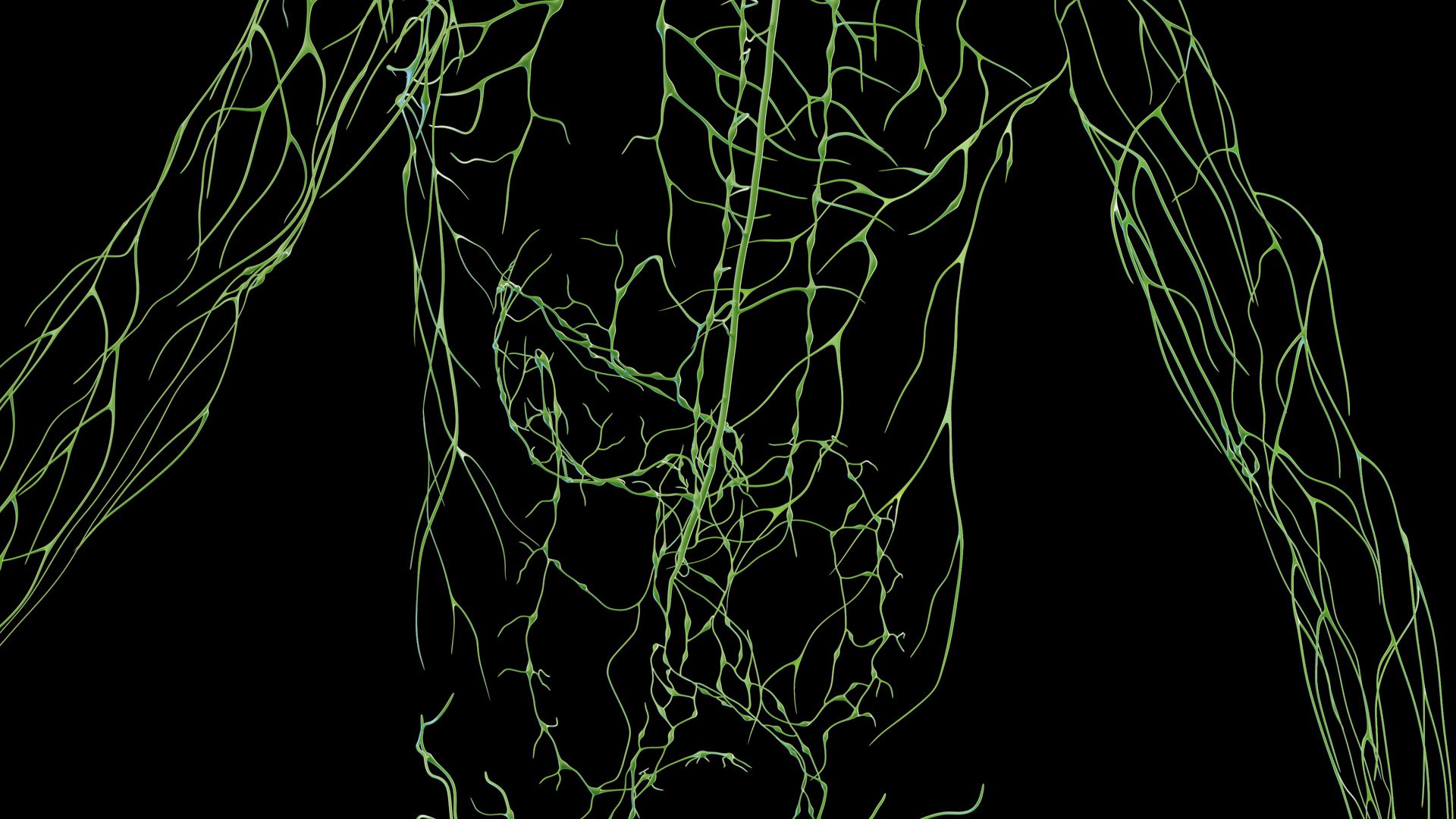 3D Human Male Body and Lymphatic Systems - TurboSquid 2012836