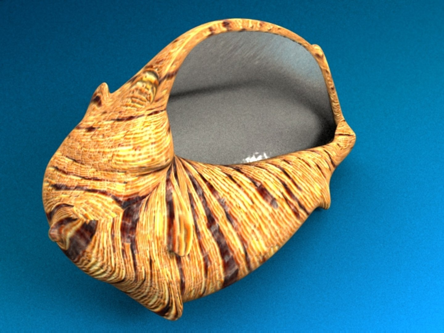 3ds max sea shell