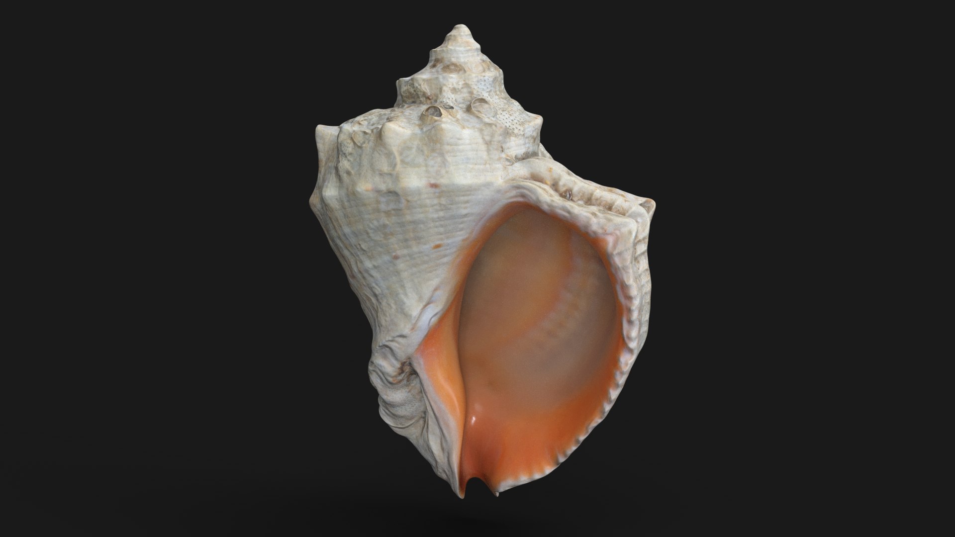 Seashell 01 Model - TurboSquid 1770742