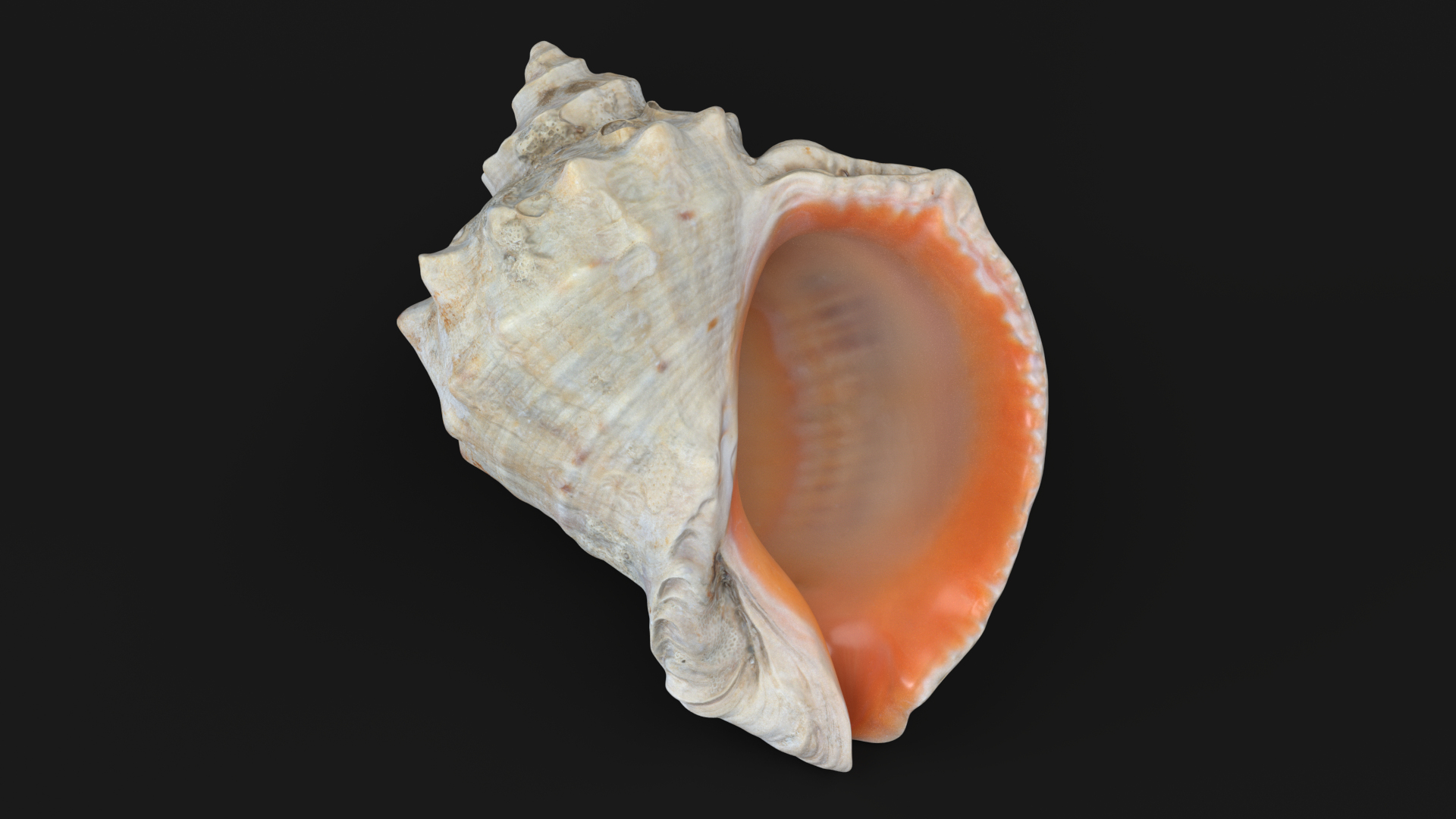 Seashell 01 Model - TurboSquid 1770742