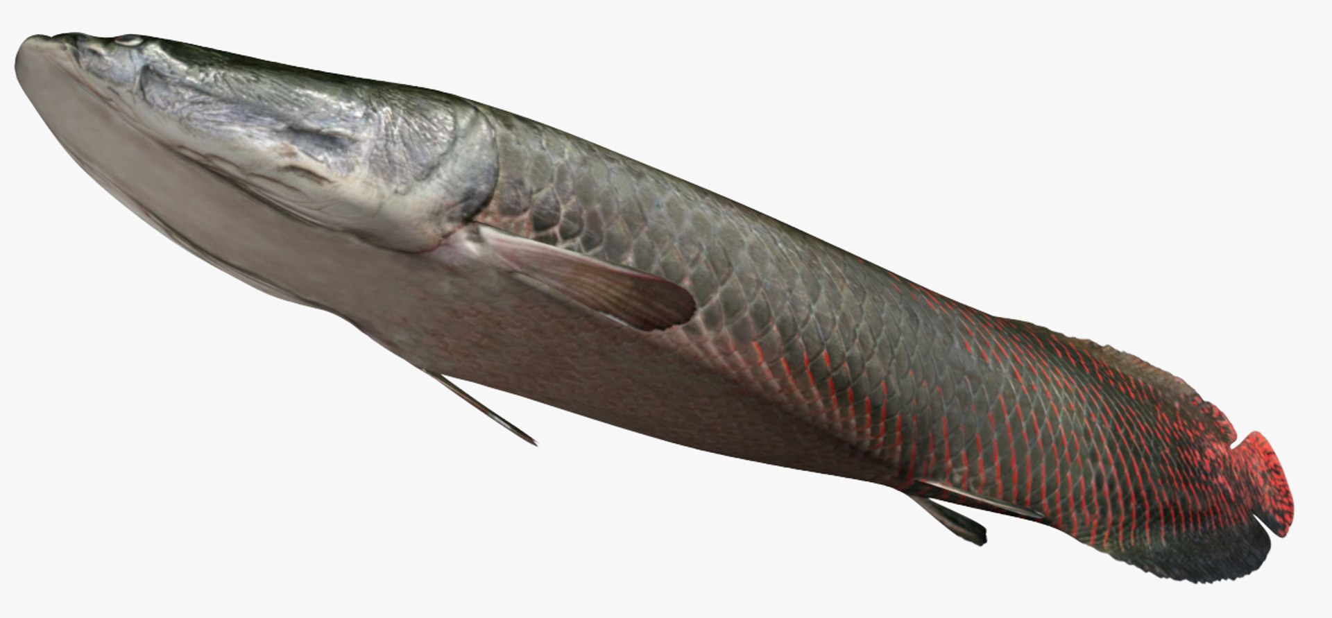 Arapaima 3D model - TurboSquid 1219082