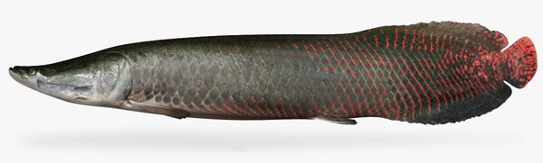 modelo 3d Arapaima - TurboSquid 1219082