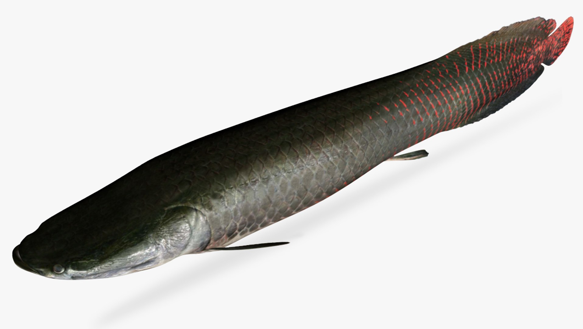 Arapaima 3D model - TurboSquid 1219082
