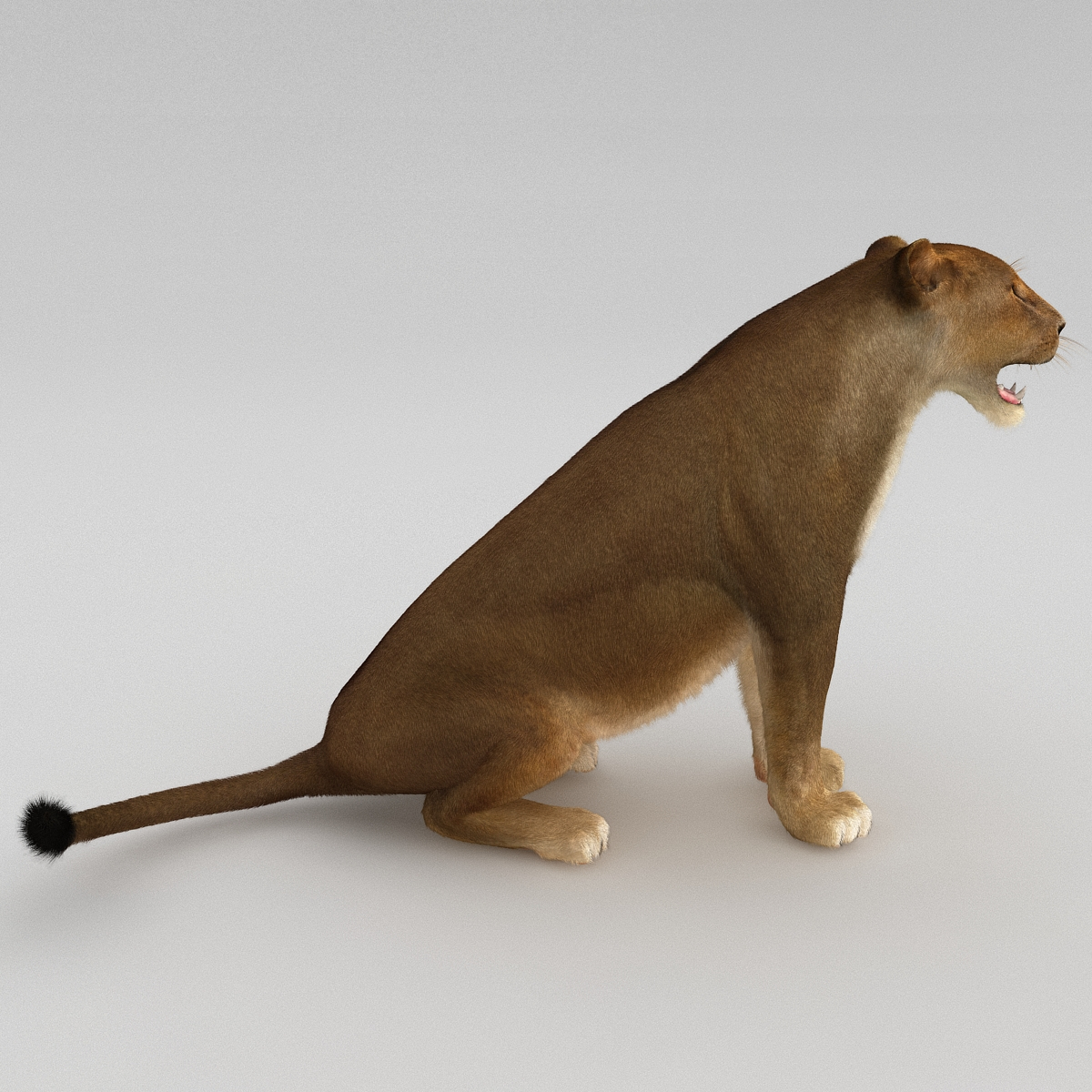 lioness pose 4 fur max