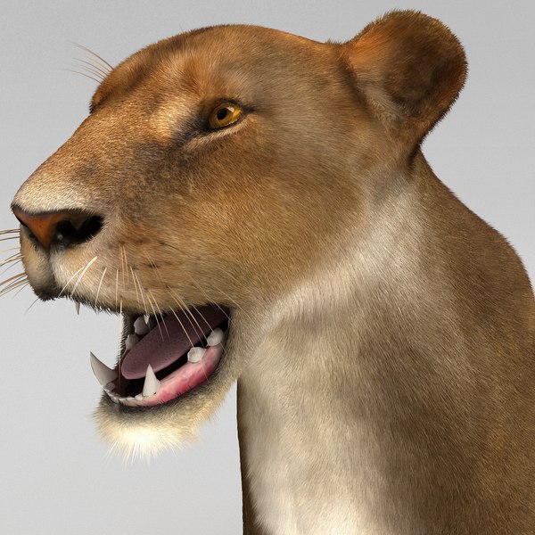 lioness pose 4 fur max