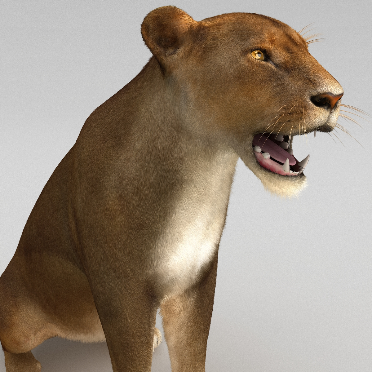 lioness pose 4 fur max