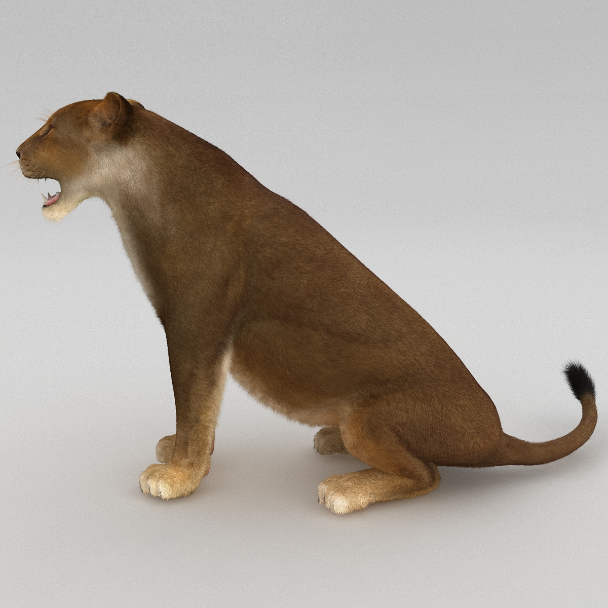 lioness pose 4 fur max