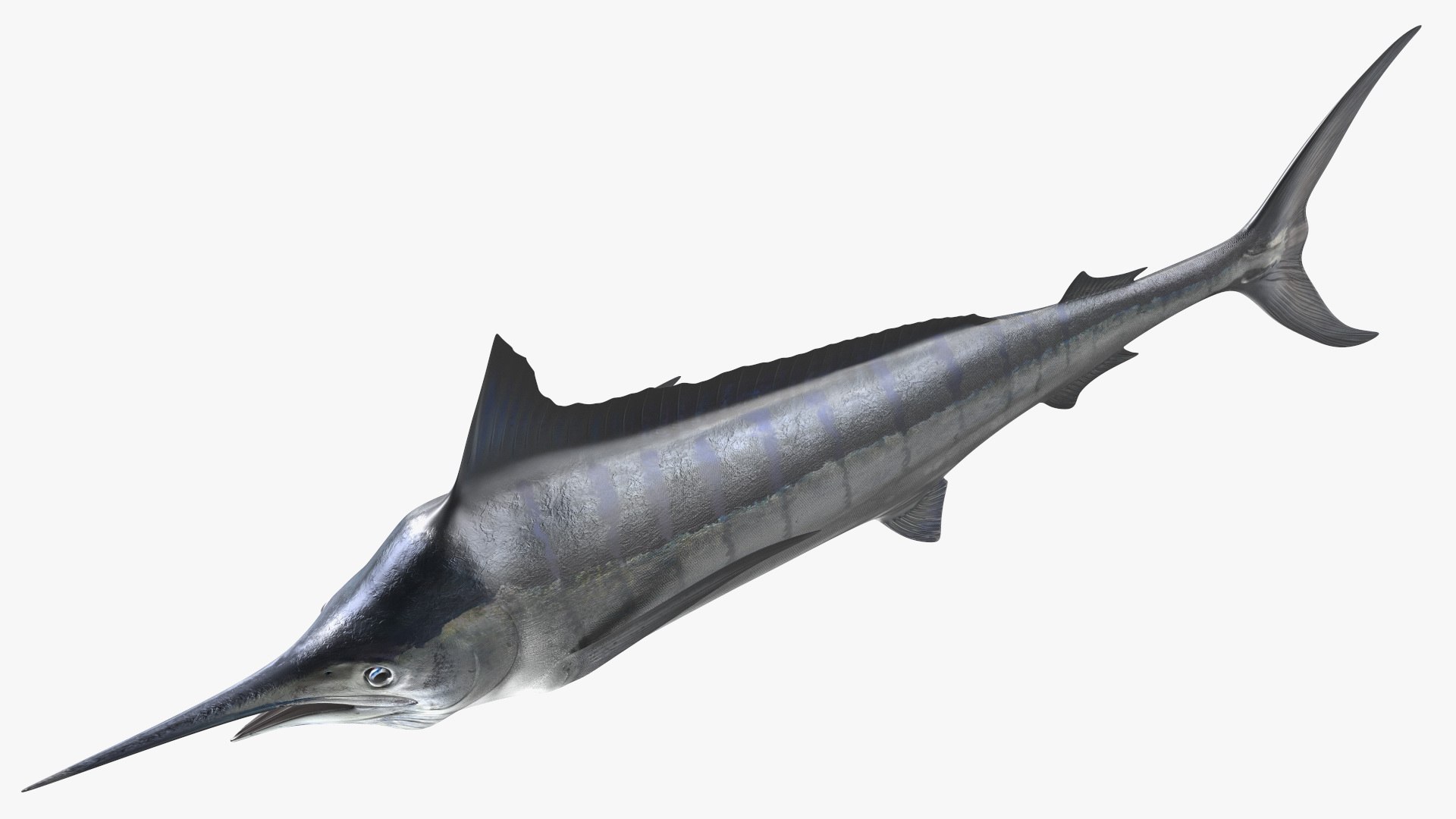 White Marlin Fish 3D Model - TurboSquid 1992404