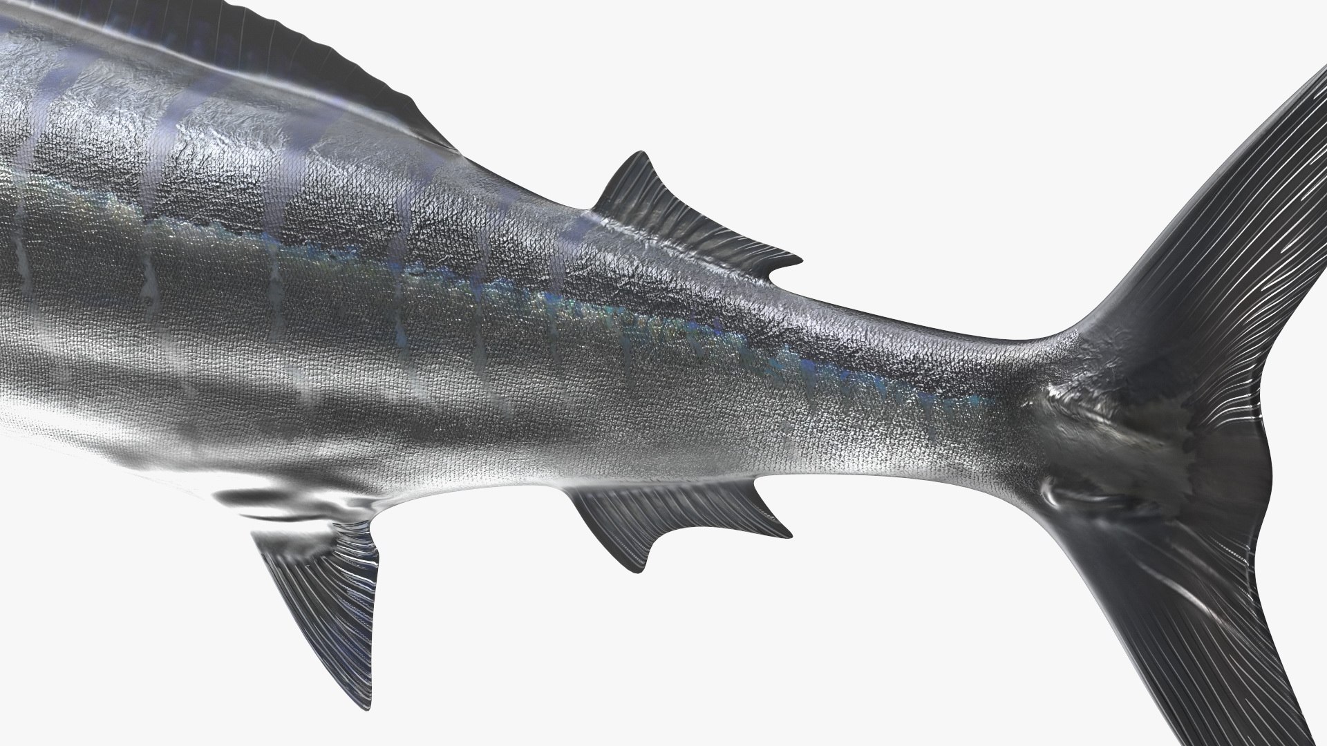 White Marlin Fish 3D Model - TurboSquid 1992404