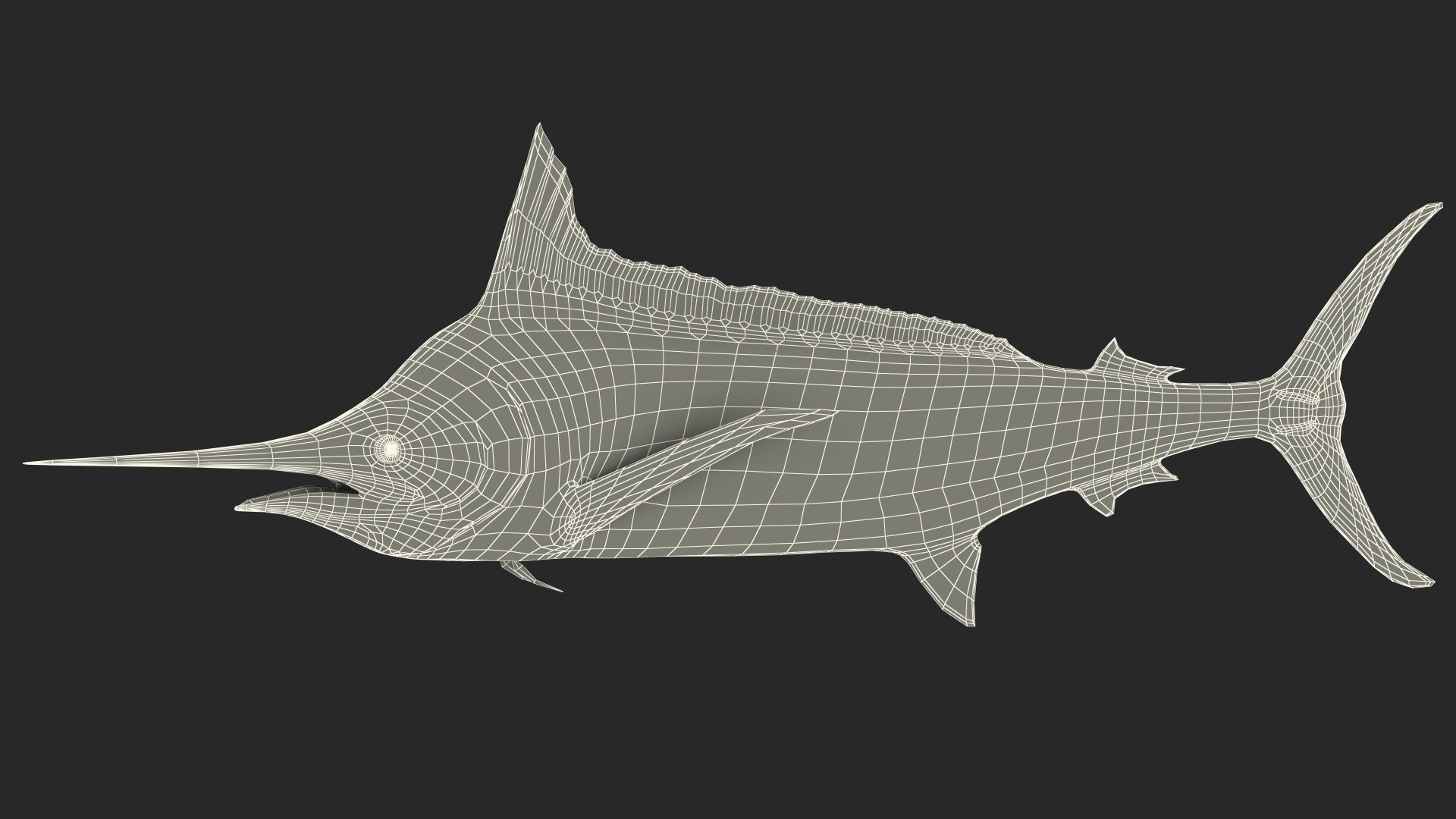 White Marlin Fish 3D Model - TurboSquid 1992404