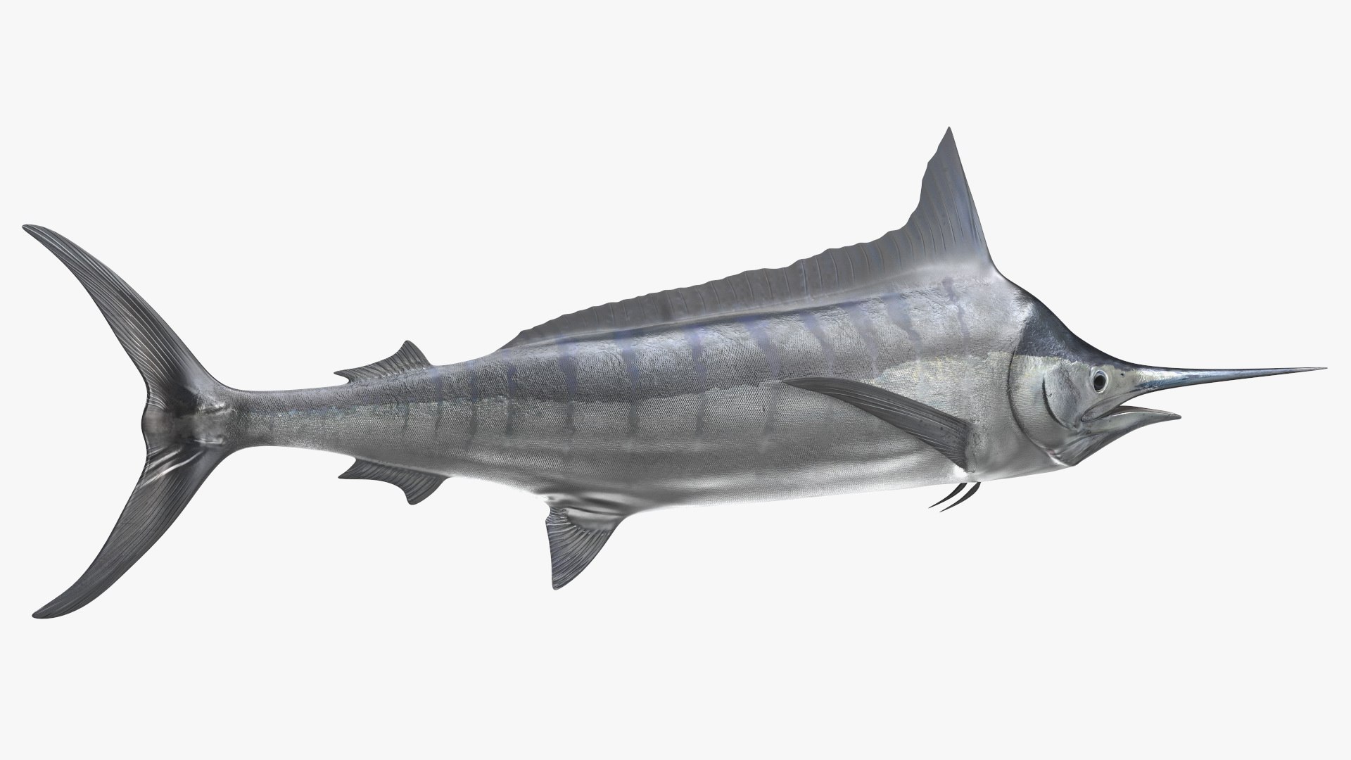 White Marlin Fish 3D Model - TurboSquid 1992404