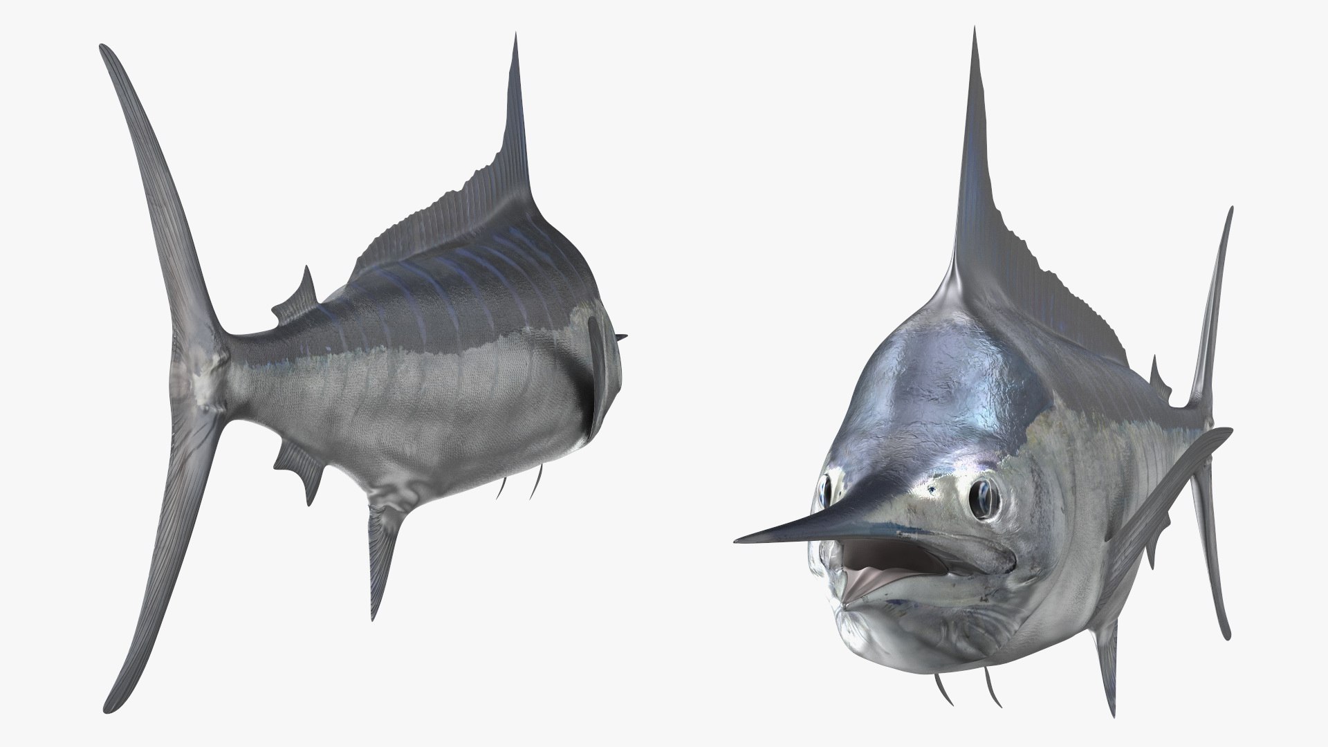 White Marlin Fish 3D Model - TurboSquid 1992404