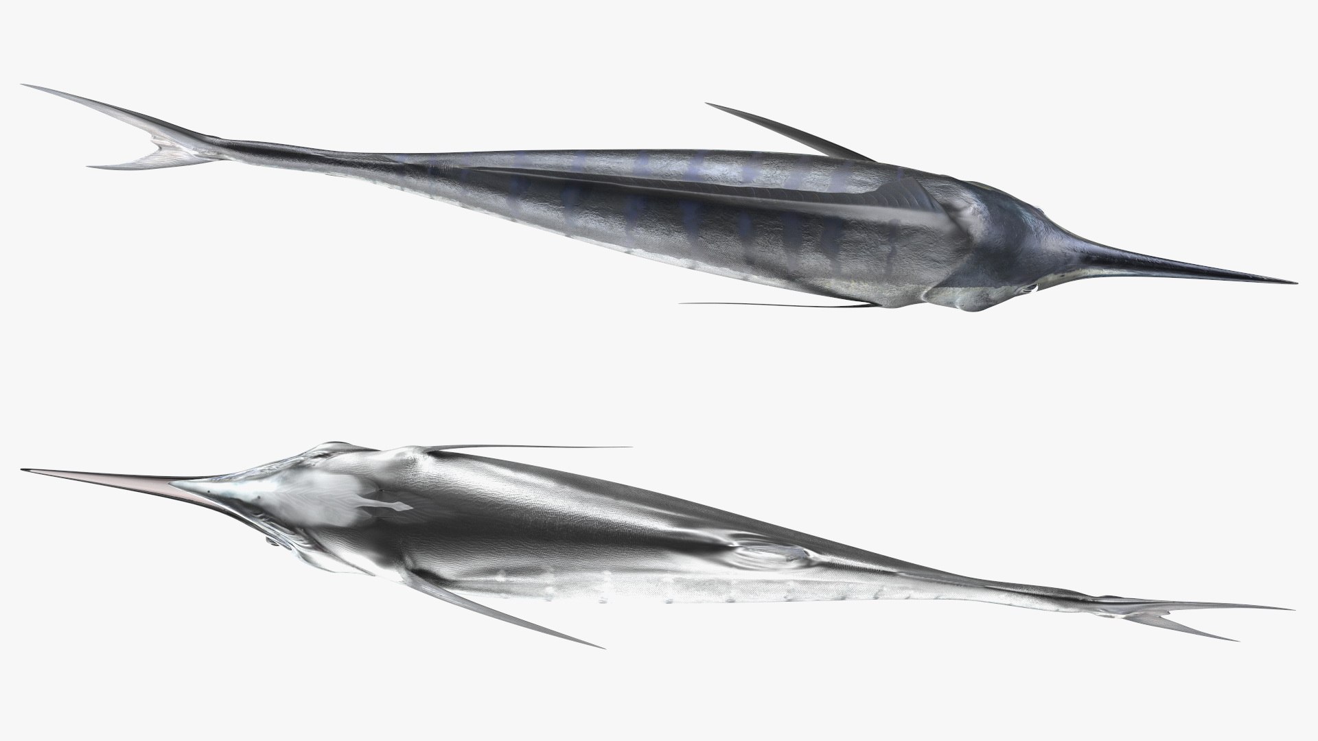 White Marlin Fish 3D Model - TurboSquid 1992404