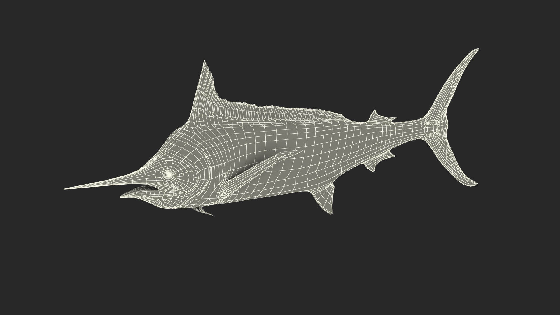 White Marlin Fish 3D Model - TurboSquid 1992404