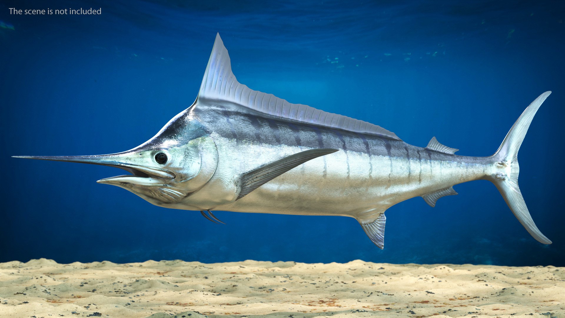 White Marlin Fish 3D Model - TurboSquid 1992404