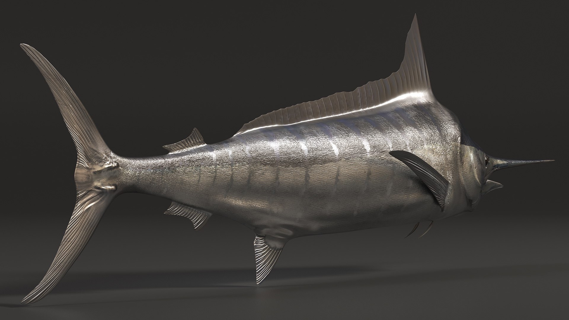 White Marlin Fish 3D Model - TurboSquid 1992404