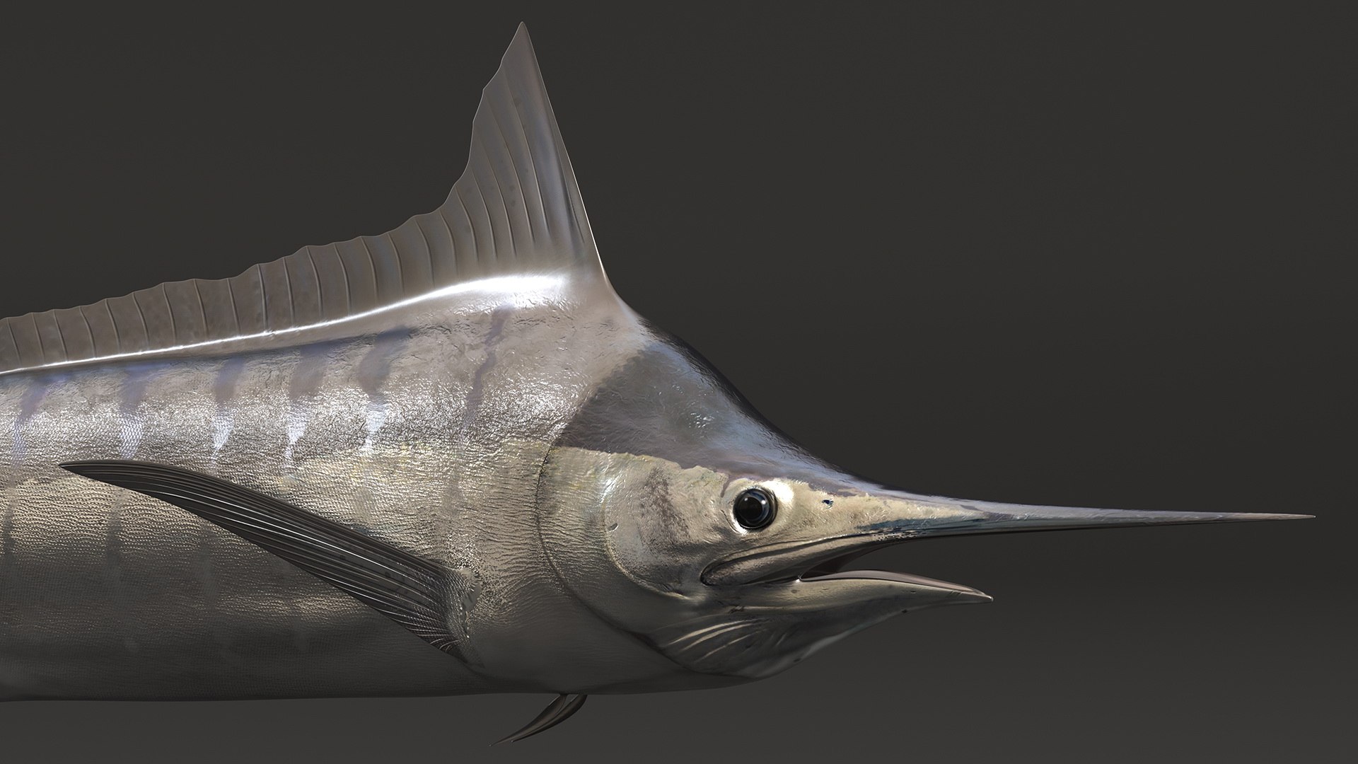White Marlin Fish 3D Model - TurboSquid 1992404