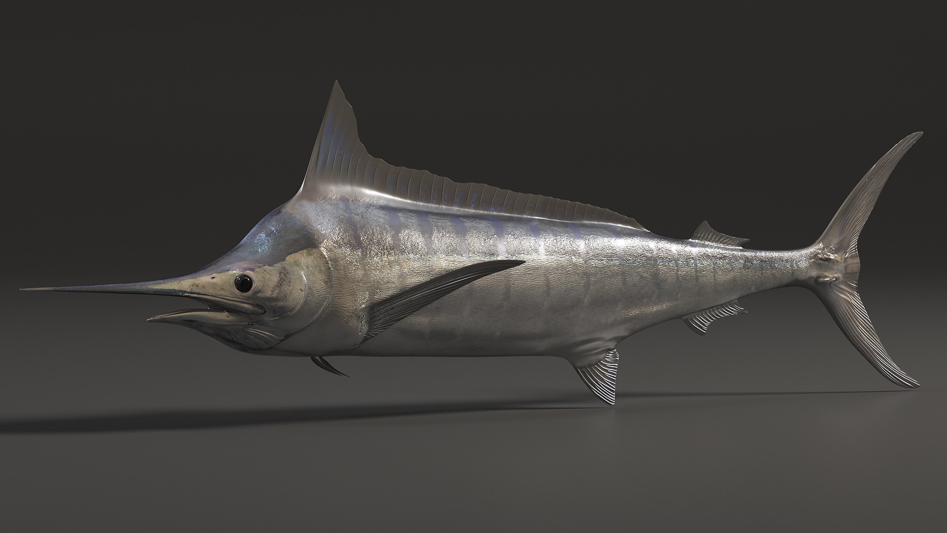 White Marlin Fish 3D Model - TurboSquid 1992404