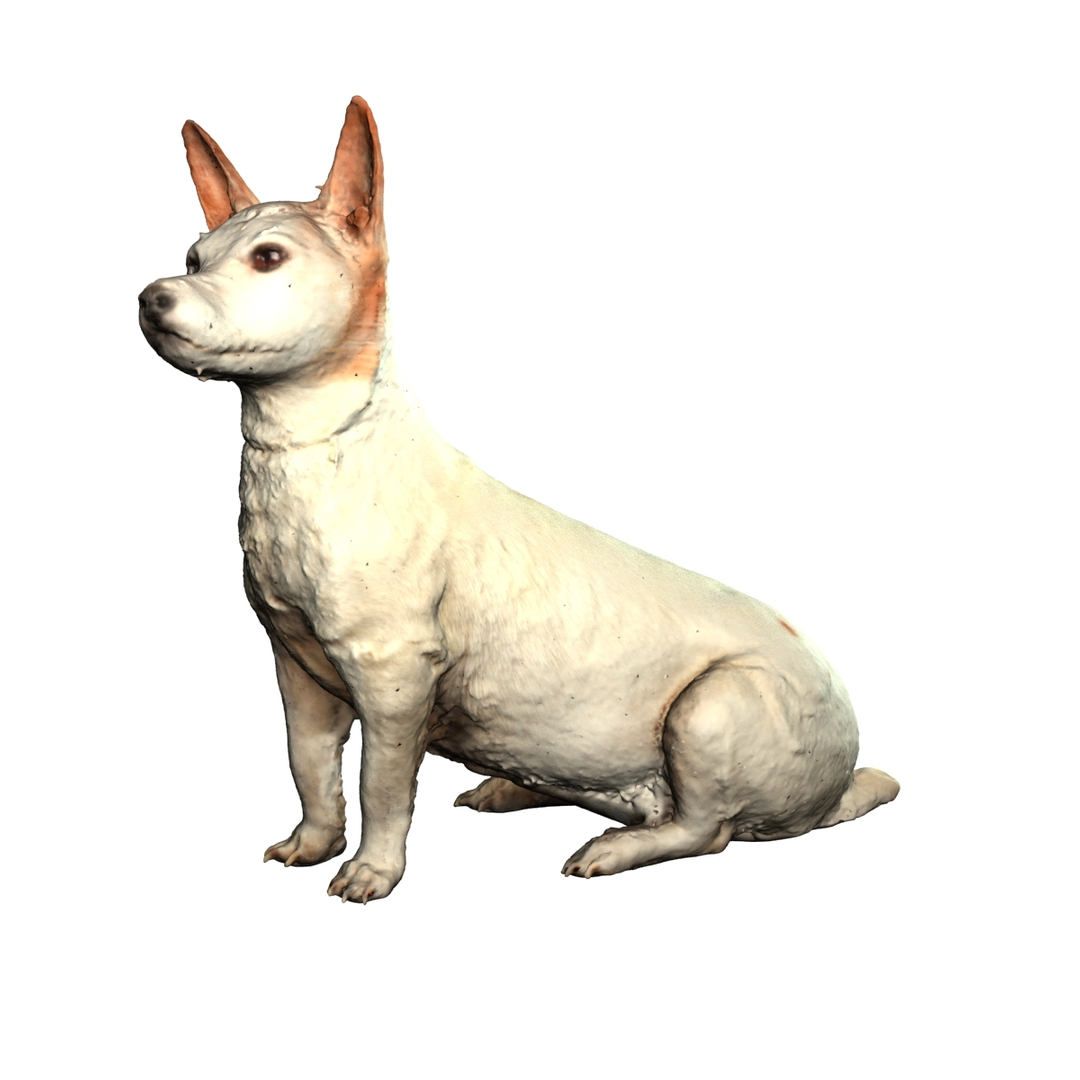 3d Model Jack Russel