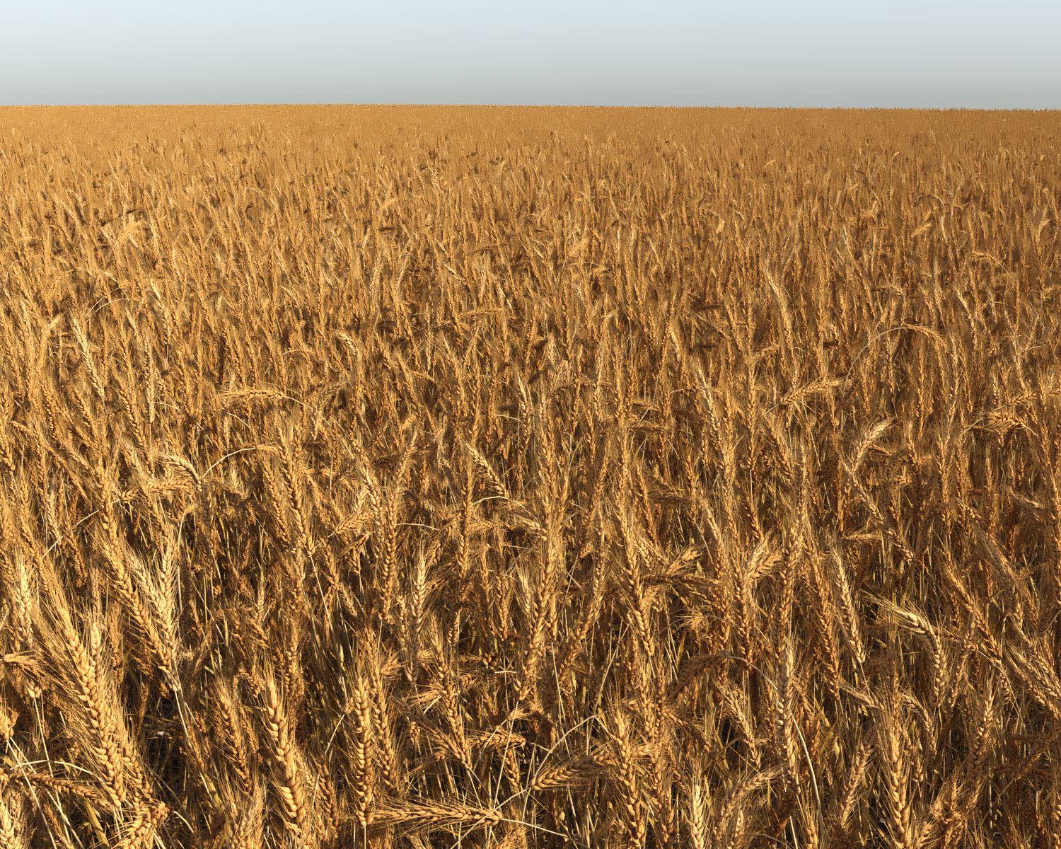 Wheat field 3D model - TurboSquid 1175816