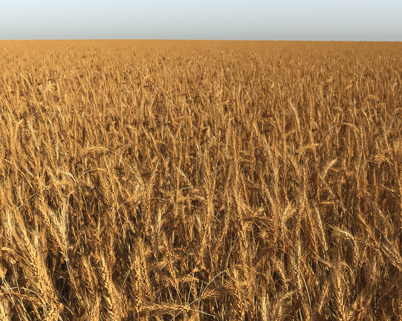Wheat Field 3D Model - TurboSquid 1175816