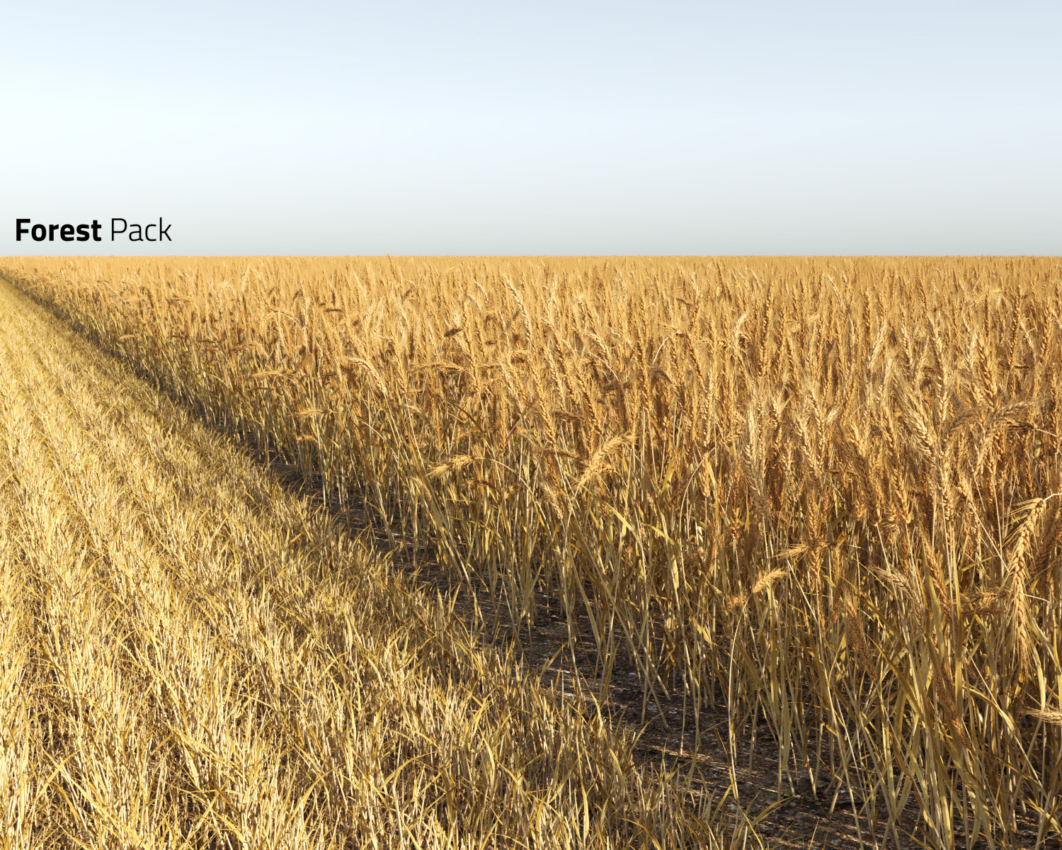 Wheat field 3D model - TurboSquid 1175816
