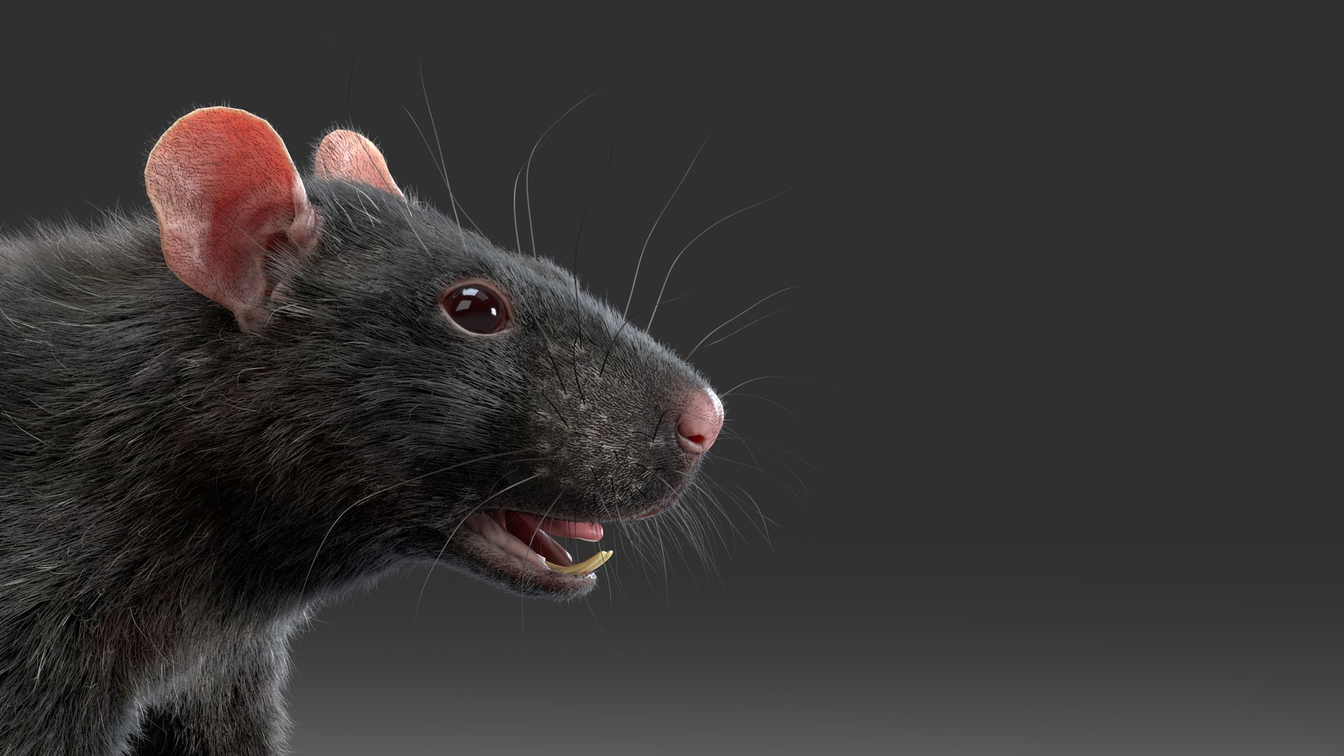 Rat Fur 3 3D Model - TurboSquid 1487685