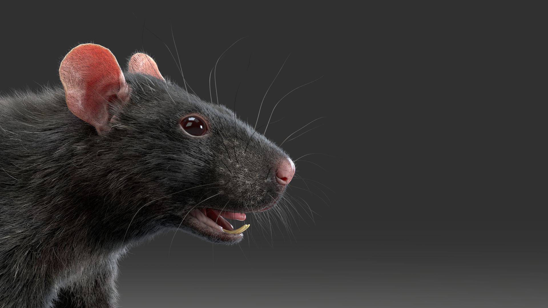 Rat fur 3 3D model - TurboSquid 1487685