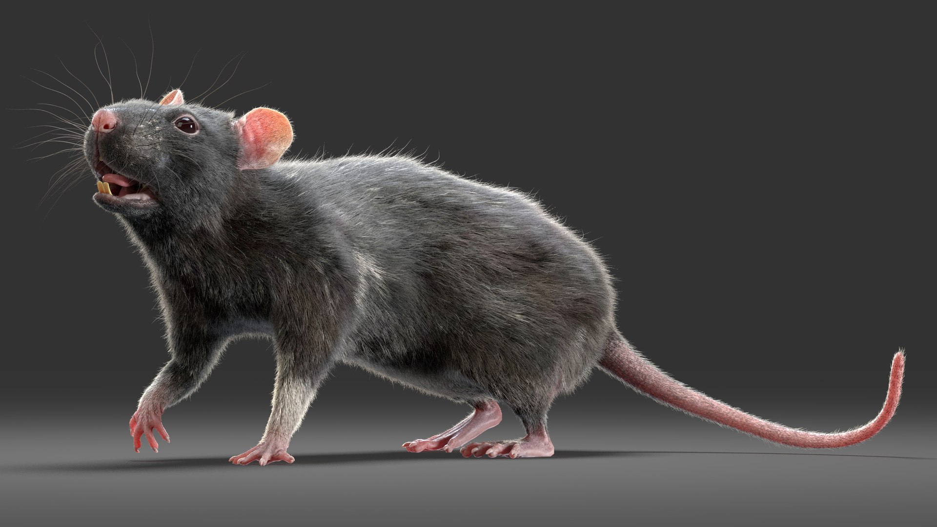 Rat Fur 3 3D Model - TurboSquid 1487685