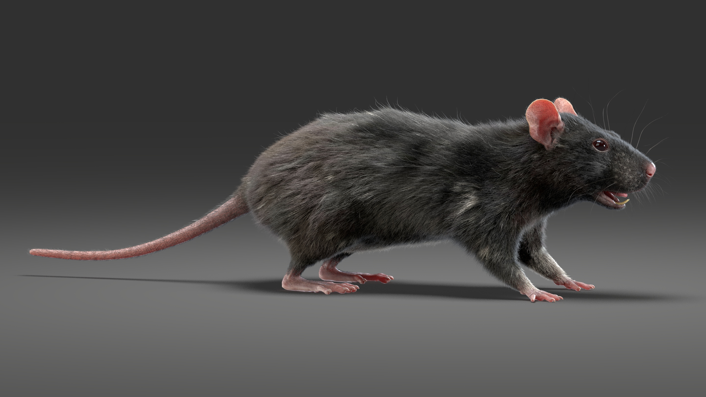 Rat fur 3 3D model - TurboSquid 1487685
