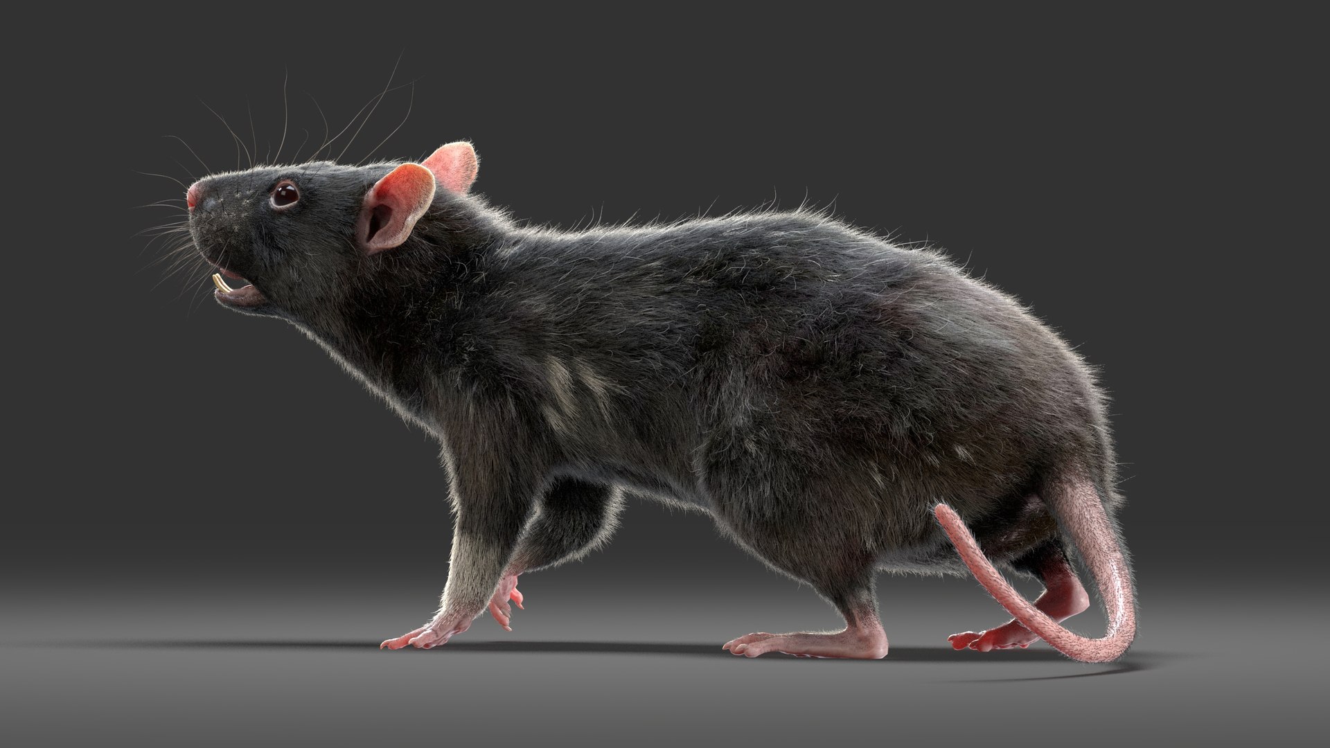 Rat Fur 3 3D Model - TurboSquid 1487685