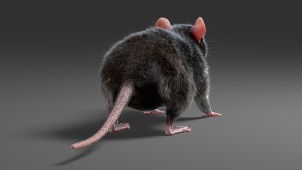 Rat fur 3 3D model - TurboSquid 1487685