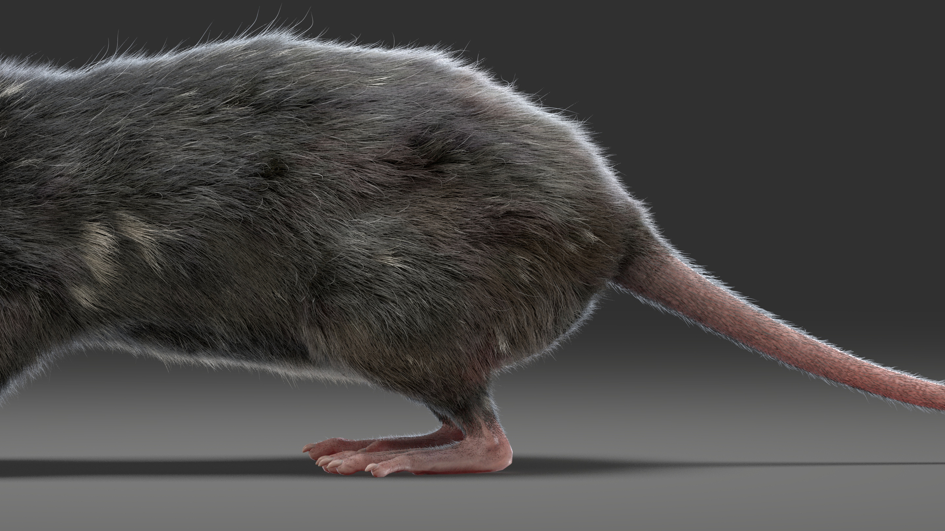 Rat fur 3 3D model - TurboSquid 1487685