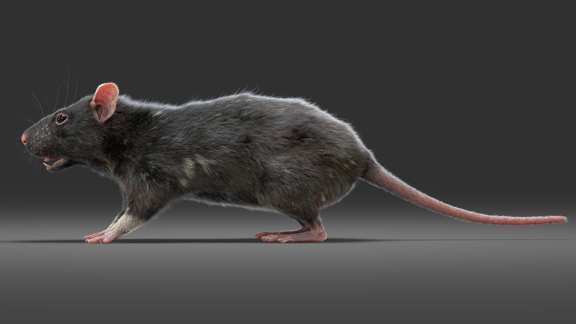 Rat Fur 3 3D Model - TurboSquid 1487685