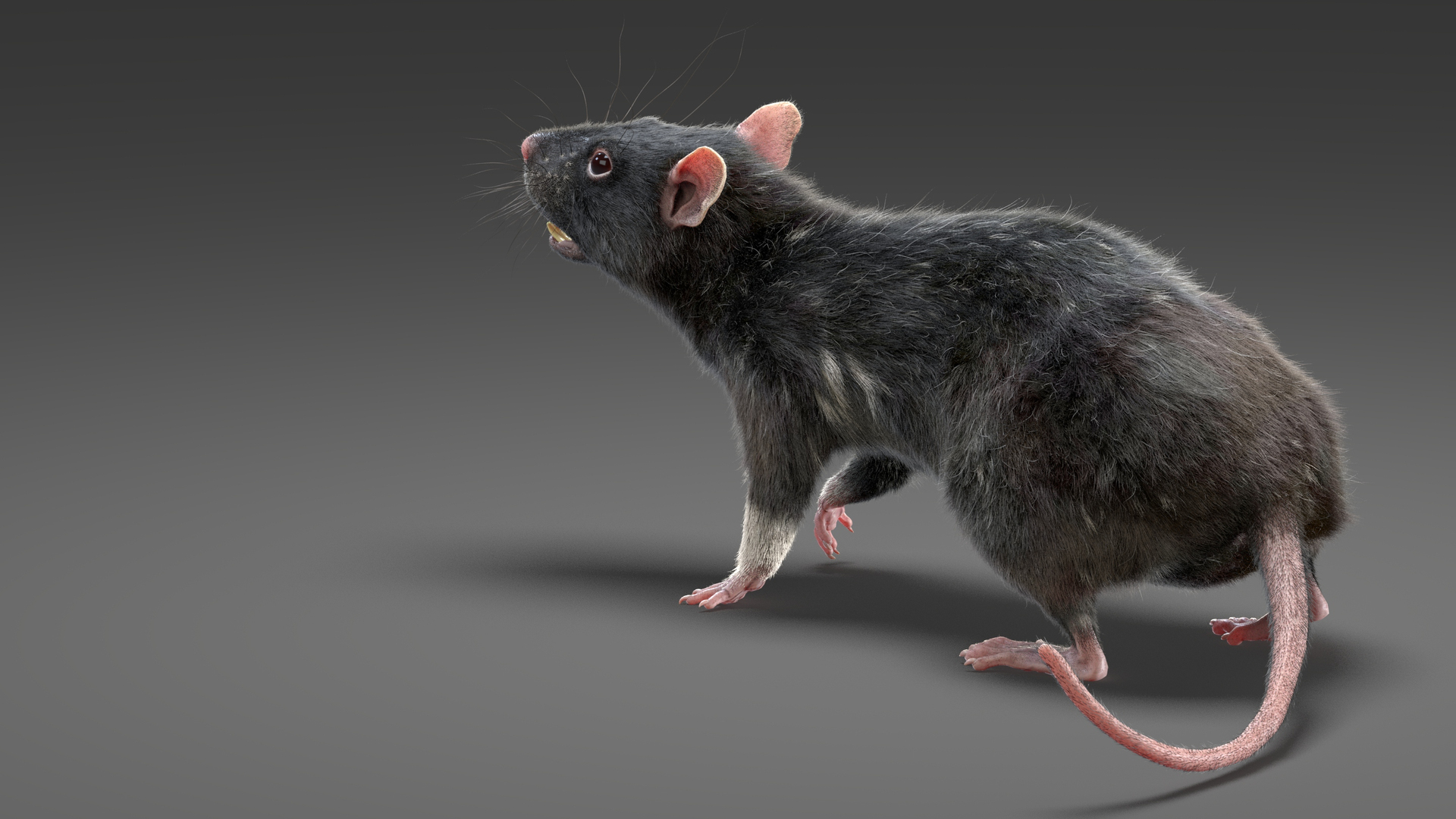 Rat fur 3 3D model - TurboSquid 1487685