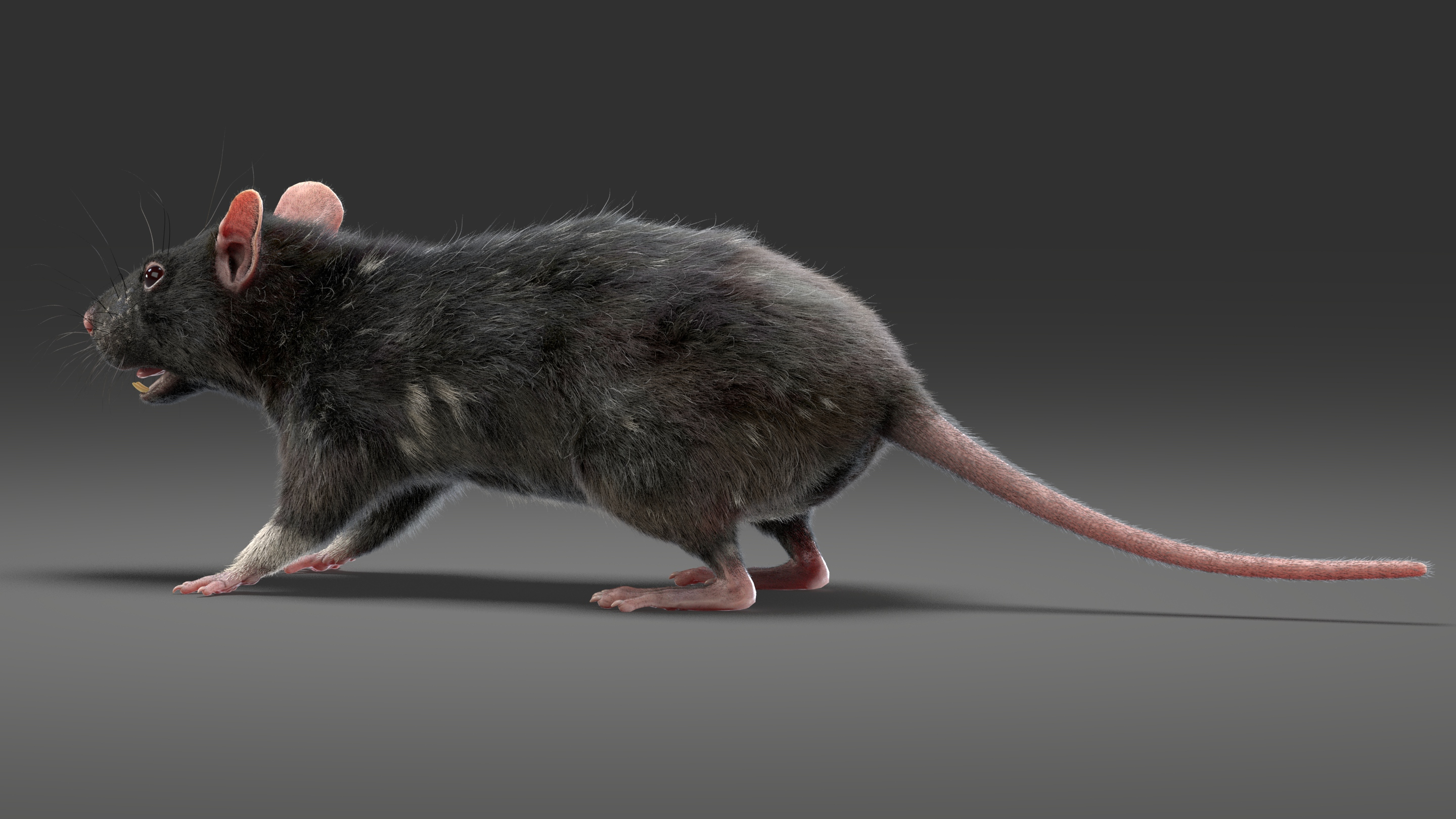 Rat fur 3 3D model - TurboSquid 1487685