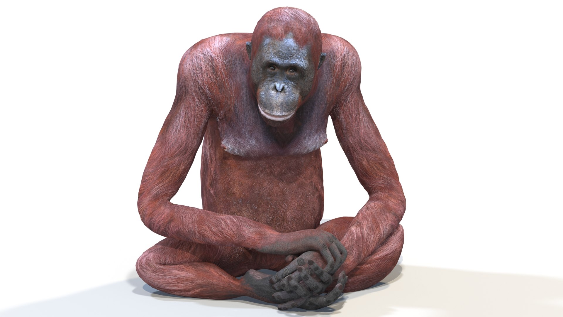 Orangutan Female Rigged Animations Model - TurboSquid 1596181