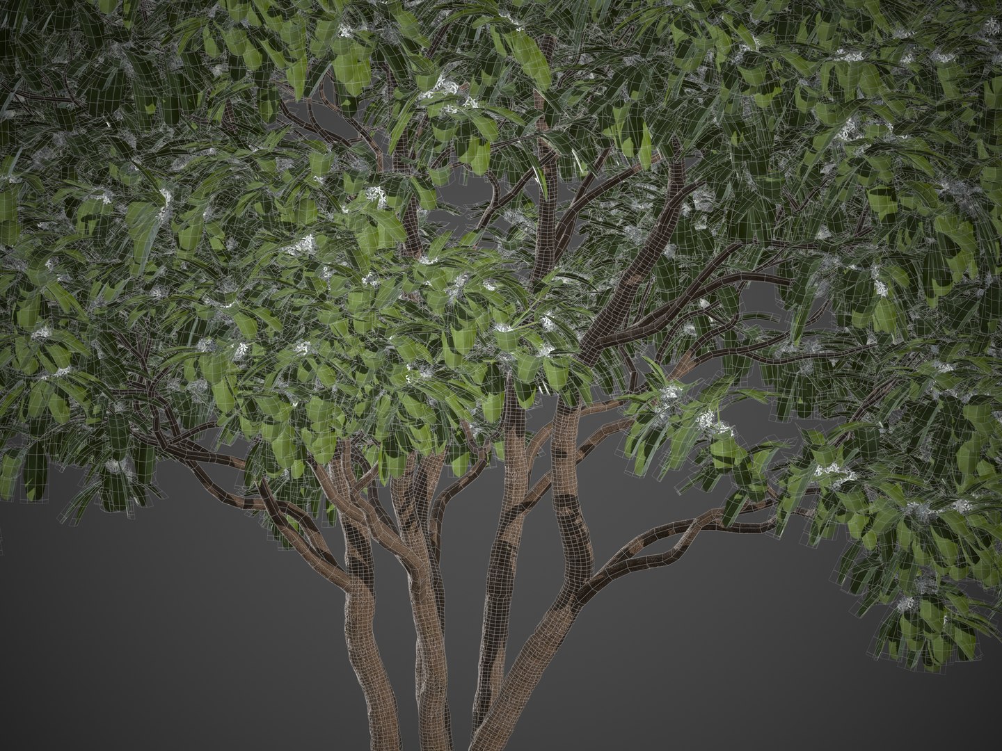 2021 PBR Arrow Poison Collection - Acokanthera Venenata 3D model ...