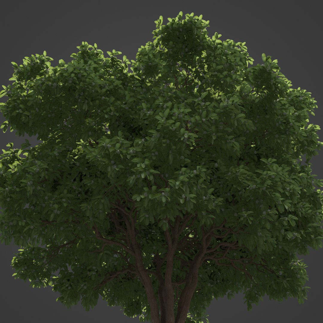 2021 PBR Arrow Poison Collection - Acokanthera Venenata 3D model ...