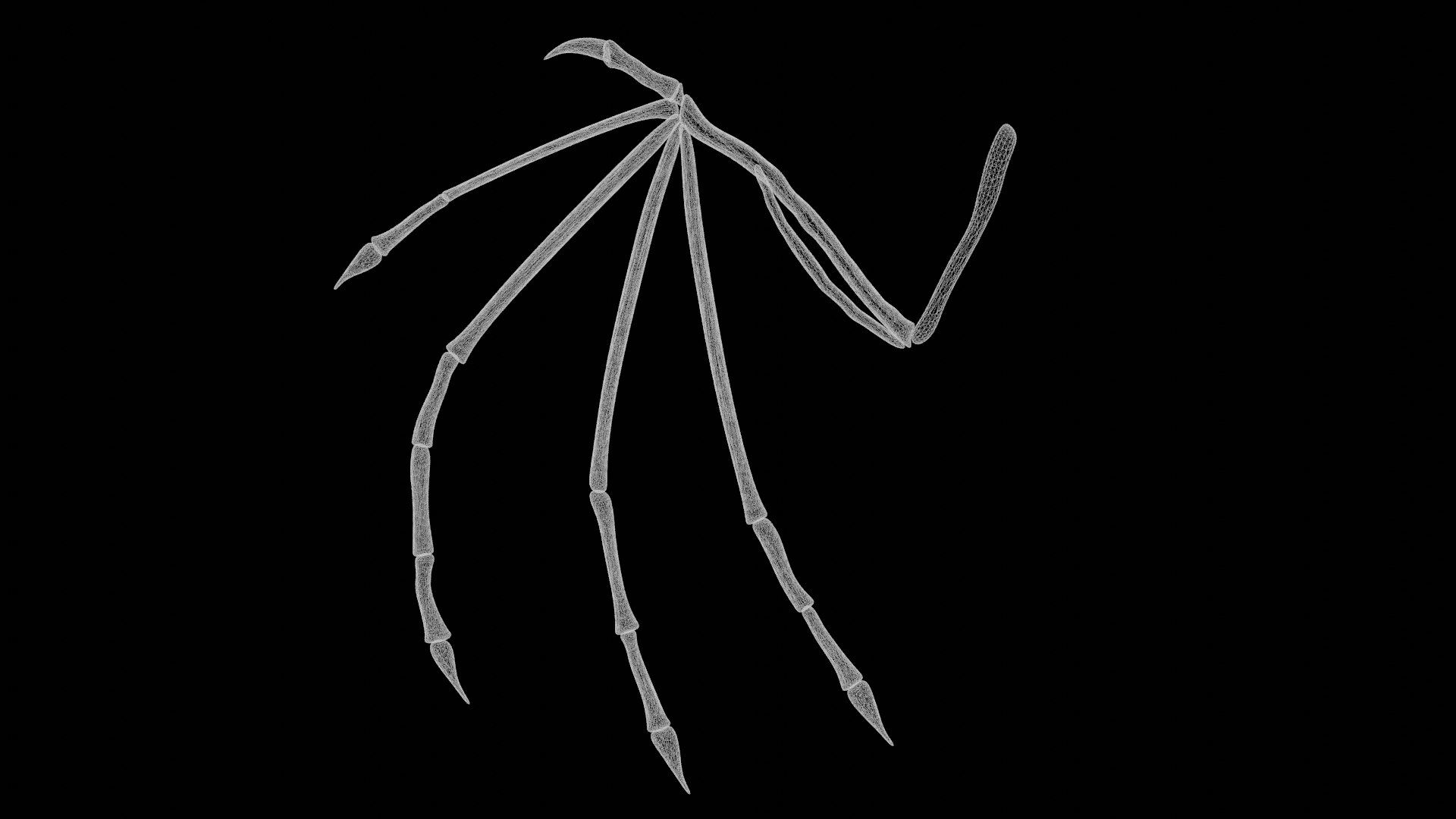 3D Bat Wings Model - TurboSquid 1839728