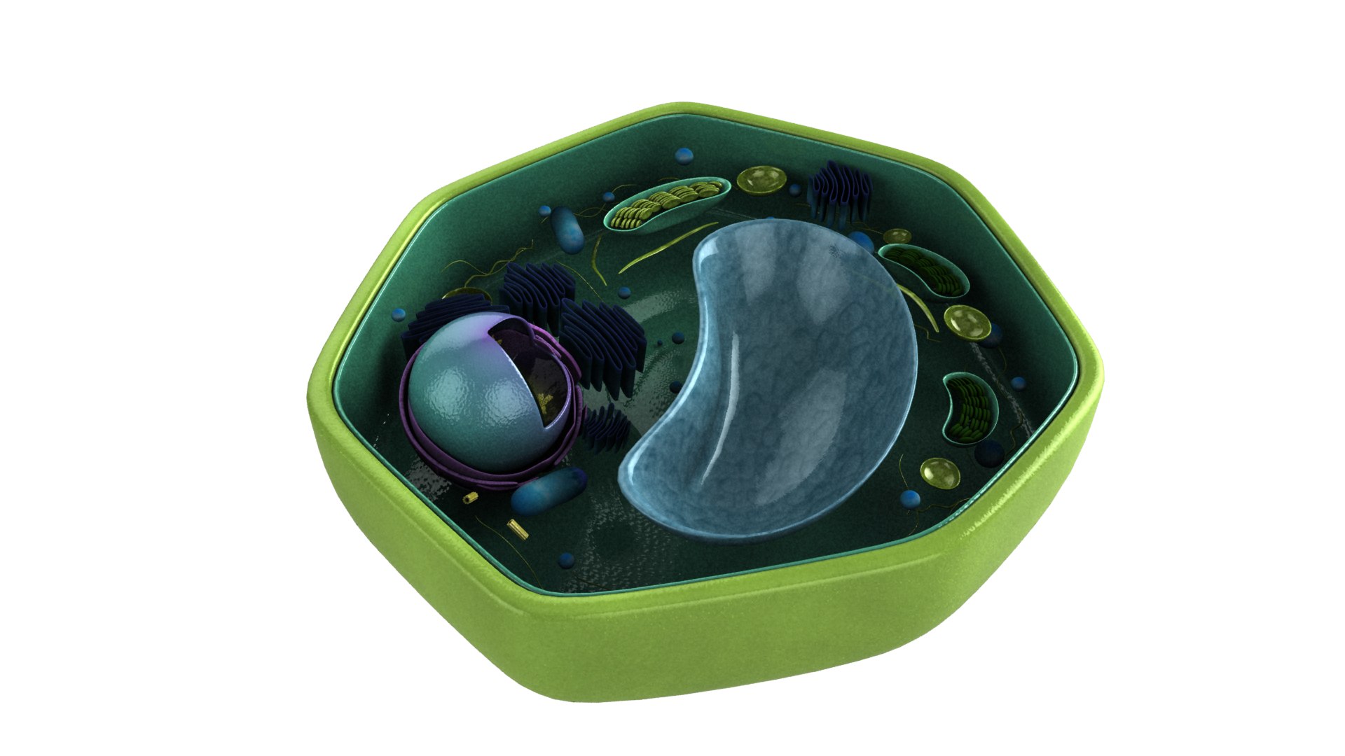 Plant Cell 3d Model